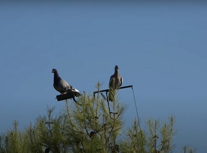 CAZANDO PALOMAS TORCACES EN MEDIA VEDA - Cimbeleros Artesanos
